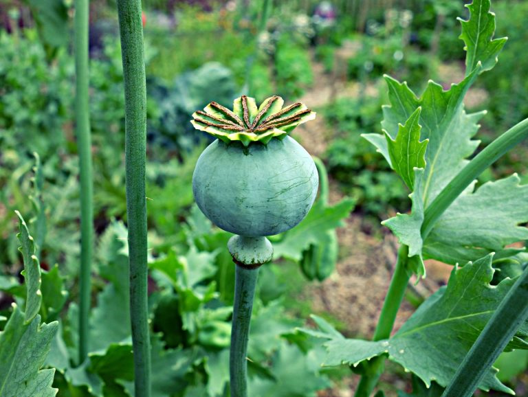 List of Opiates That Are Derived from the Opium Poppy